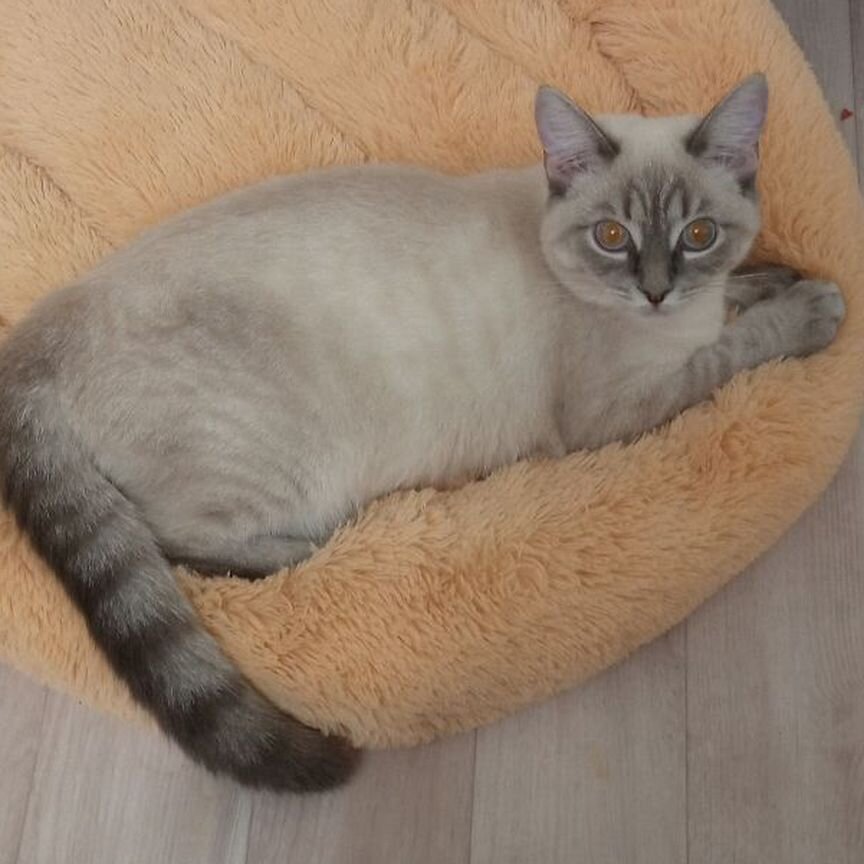 Отдам бесплатно