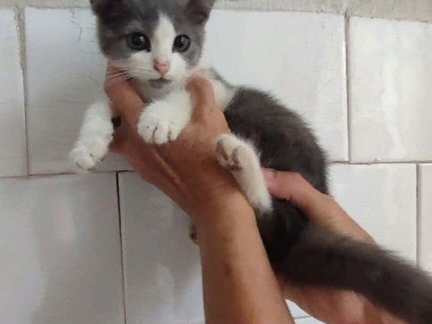Котенок девочка в добрые руки