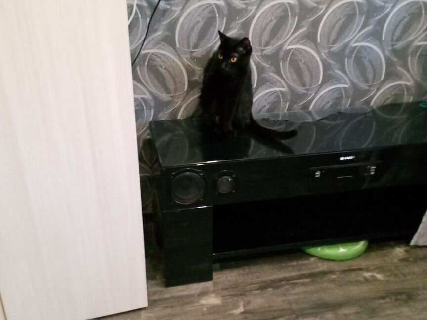 Котята отдам в добрые руки бесплатно