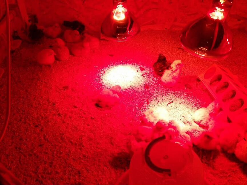 Цыплята суточные