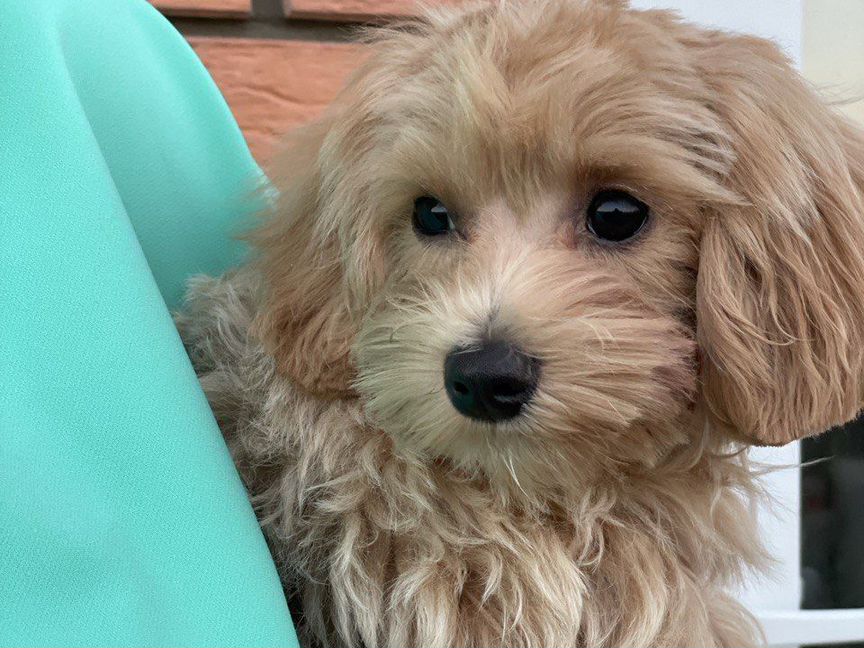 Мальтипу с родословной