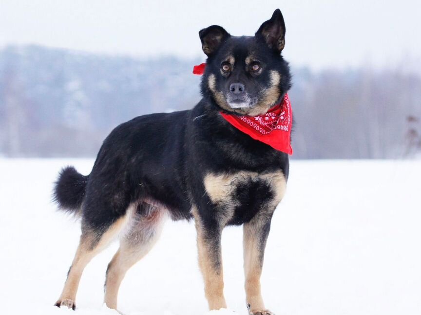 Собака в добрые руки