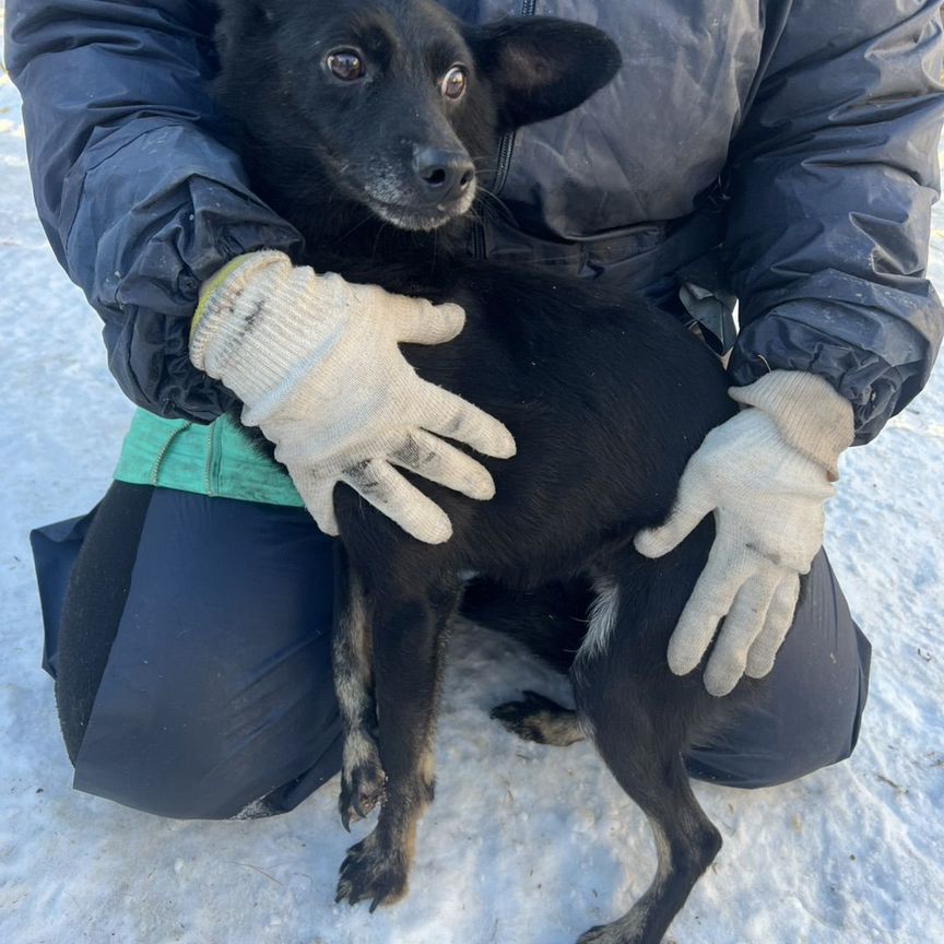 Собака