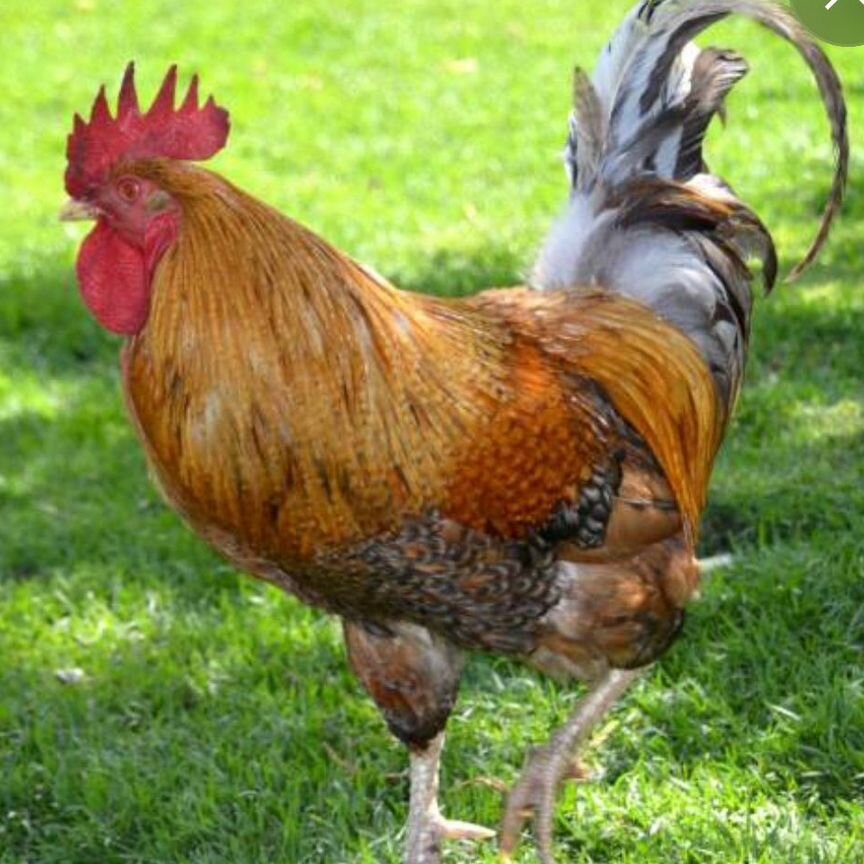 Петух бронь