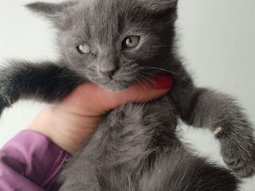 Котенок мальчик серый