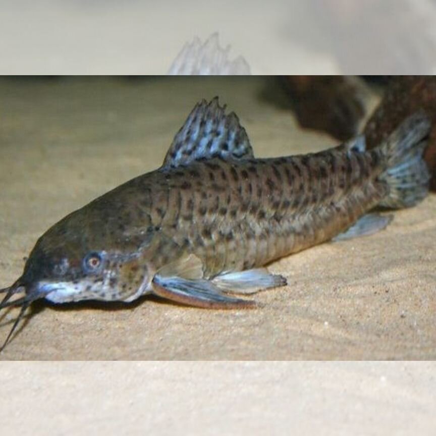 Сомы торакатумы