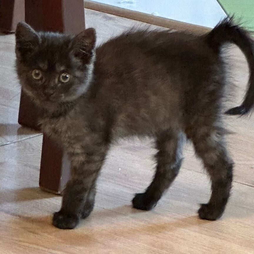 Шенни котенок в дар