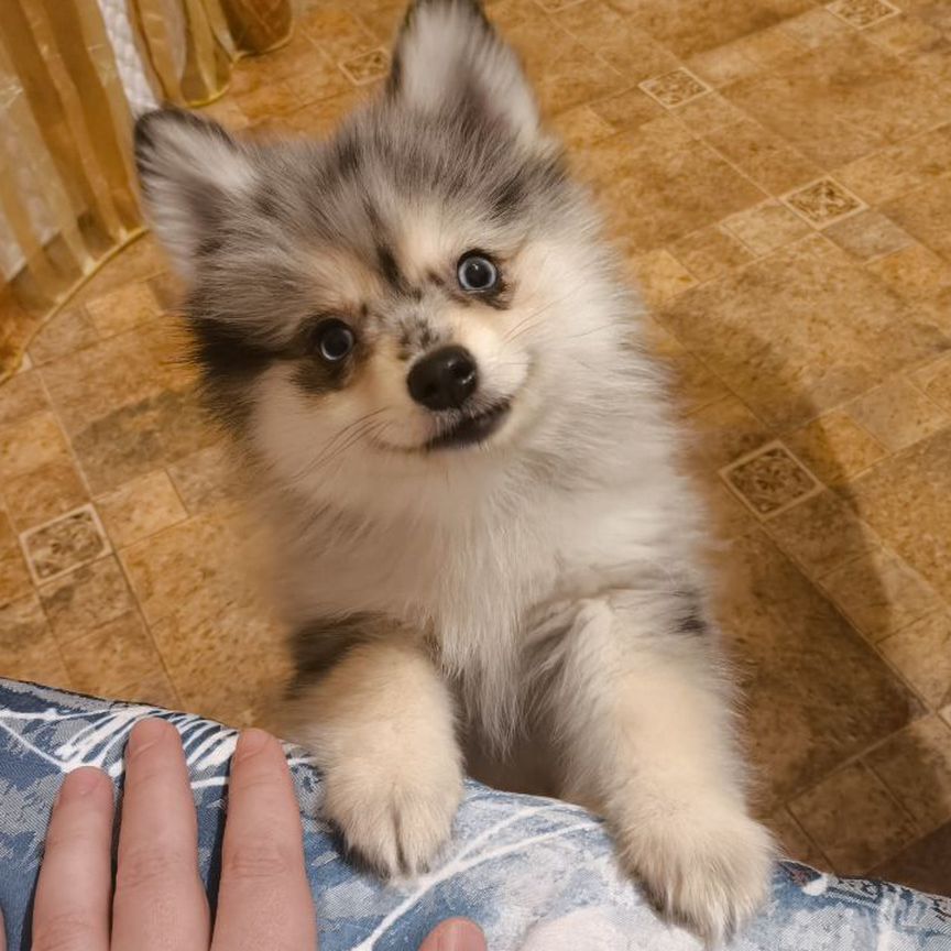 Померанский шпиц, щенок