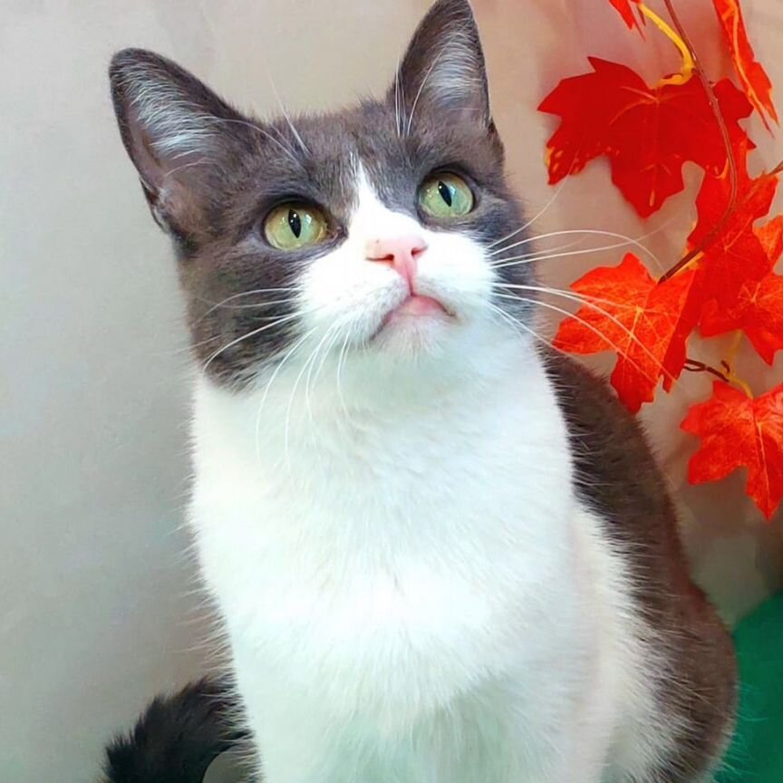 Активная кошечка в дар