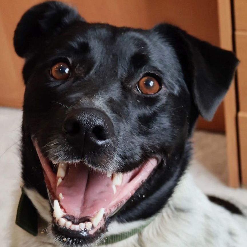 Взрослая собака в добрые руки