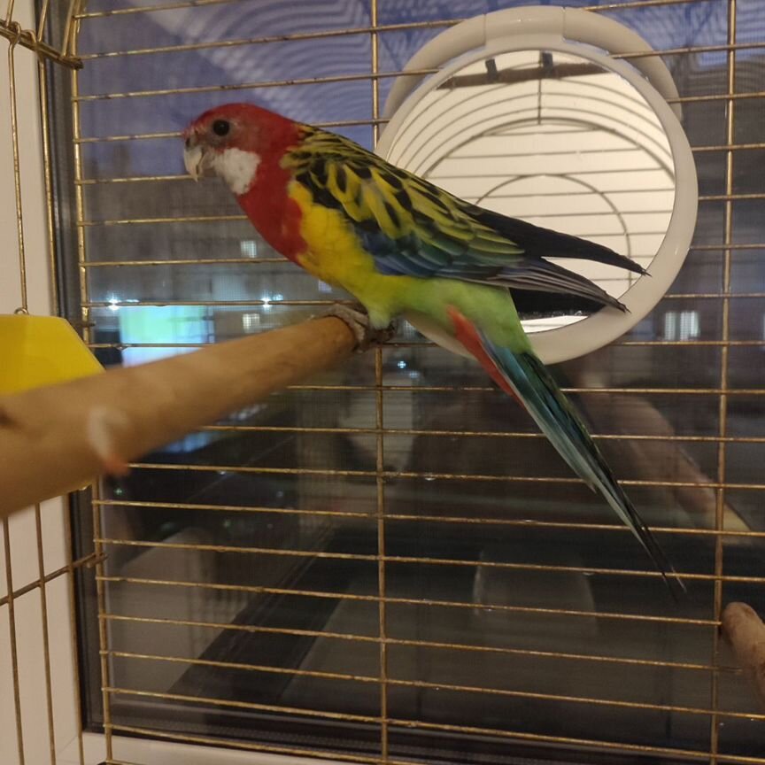Попугай розелла с клеткой