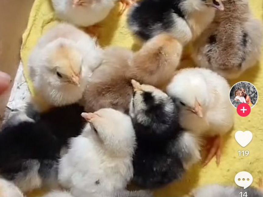 Продаются цыплята кур несушек