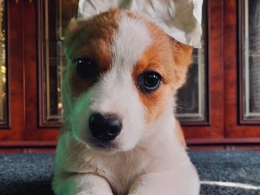 Щенки вельш-корги