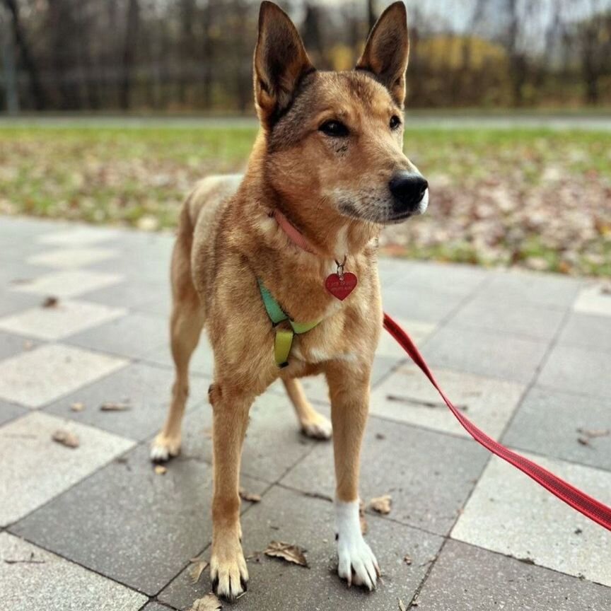 Взрослая собака в добрые руки