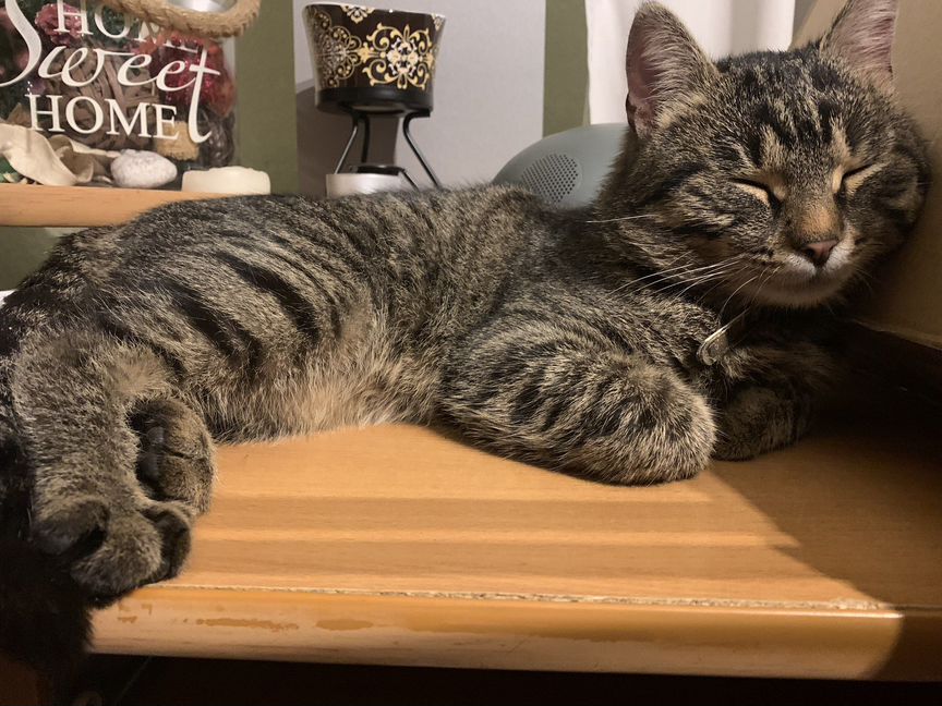 Кошка, потеряшка