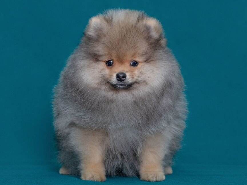 Продажа щенков шпица