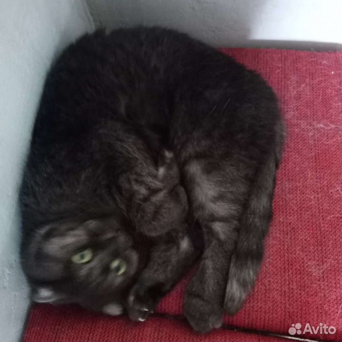 Кошка Дусенька