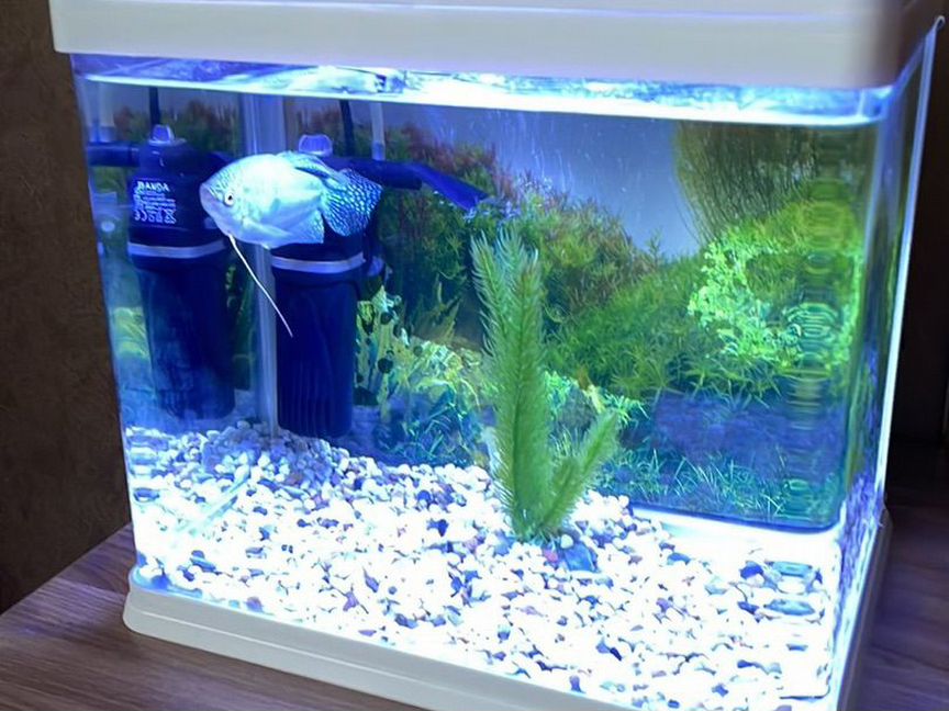 Аквариумные рыбки