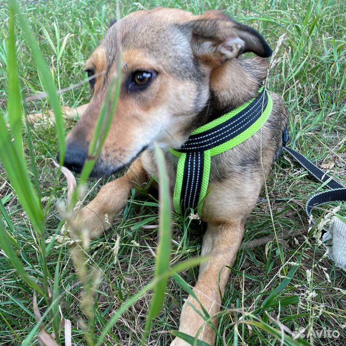 Пугливая Марта хочет уехать домой