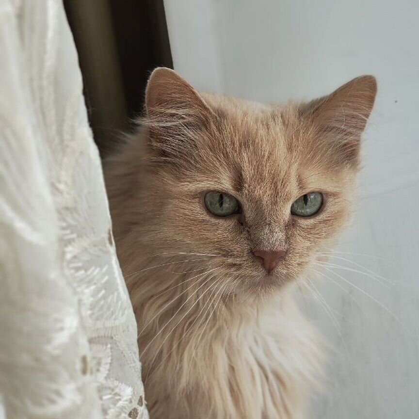 Кошки в добрые руки