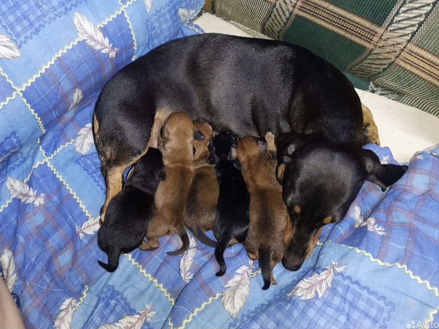 Щенки таксы