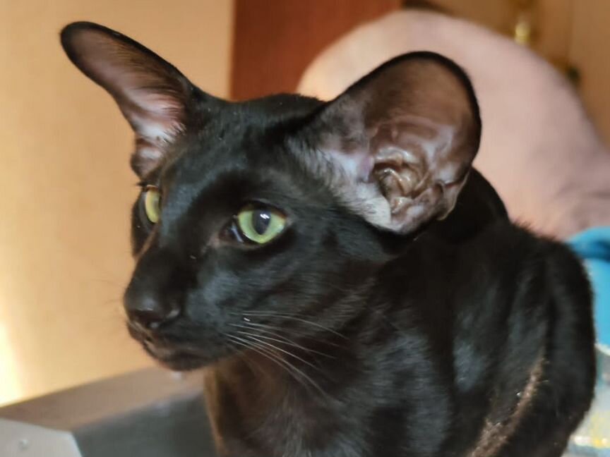 Наоми отдыхает)