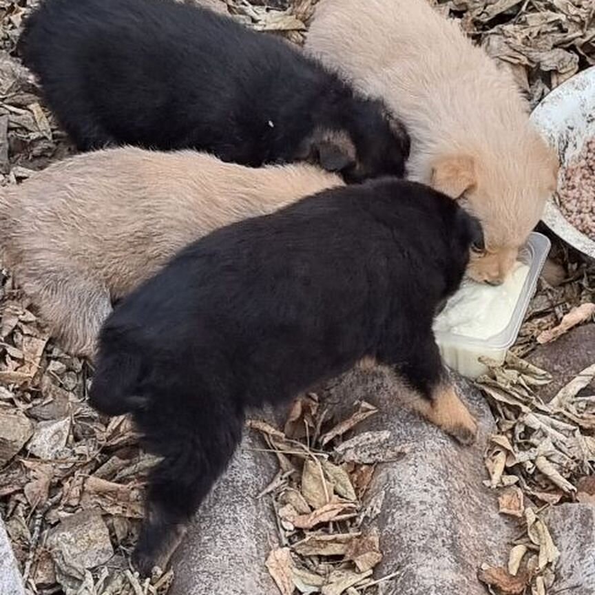 Щенок в добрые руки