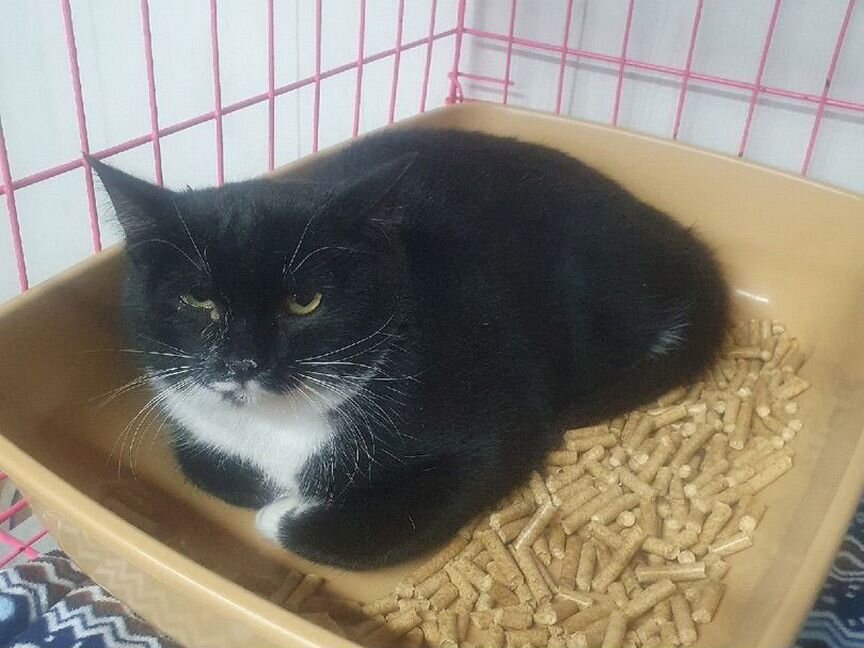 Нужна передержка/дом