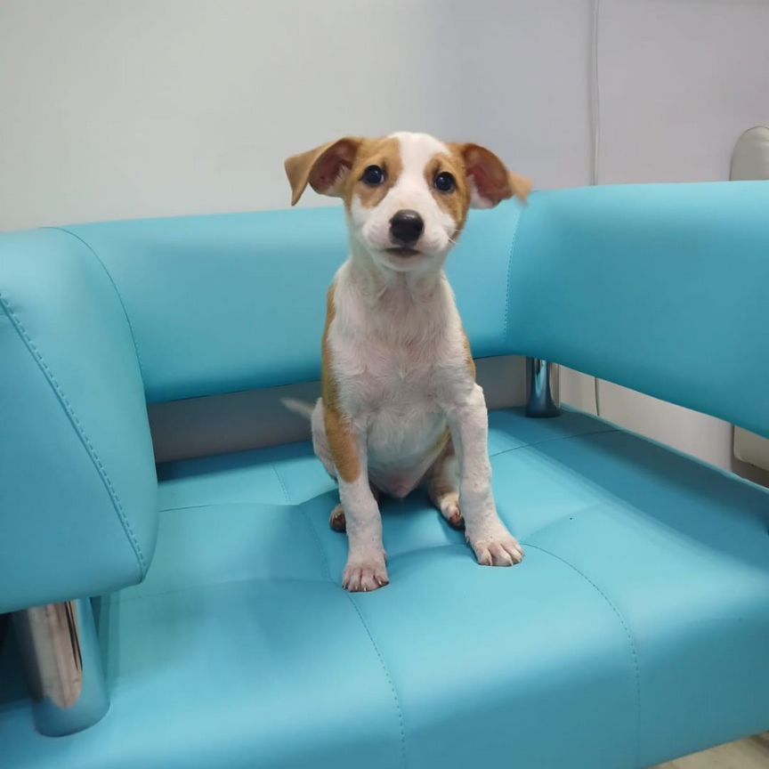 Щенок Риччи