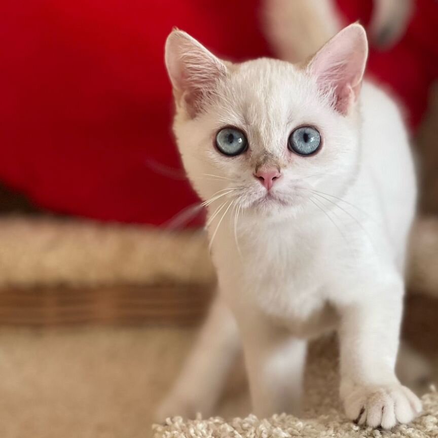 Британские котята