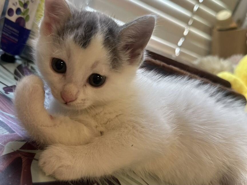 Котенок