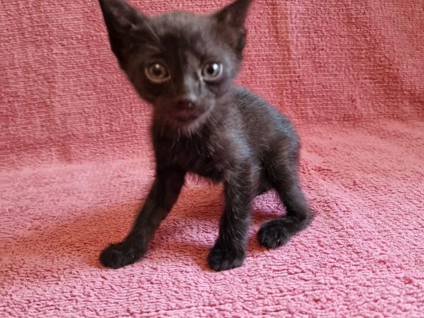 Классный мелкий пацан ищет дом