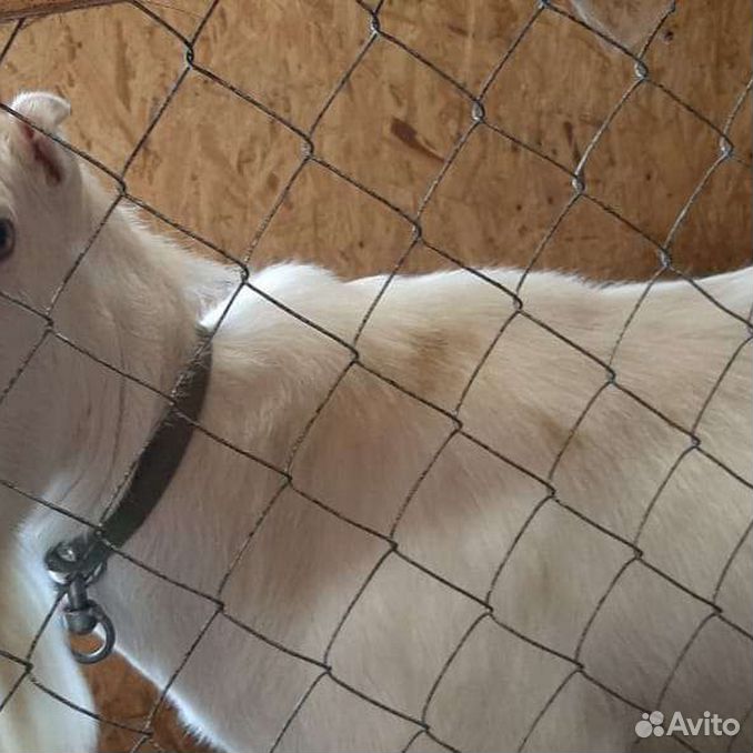 Козы и козлята продажа