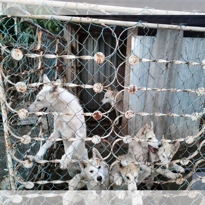 Западно сибирская лайка