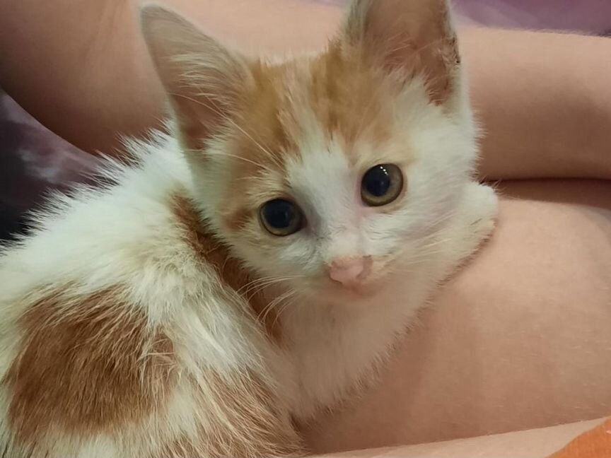 Котенок девочка