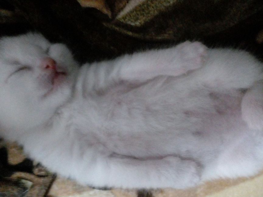Шотландские породистые котята