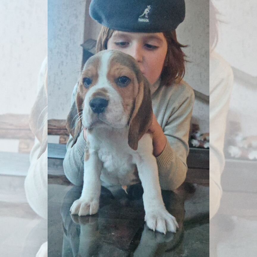 Бигль, щенок