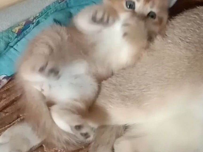 Британские котята