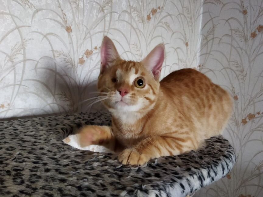 Нельсон в поисках дома