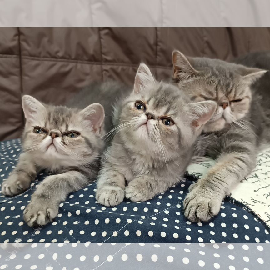Коты экзоты