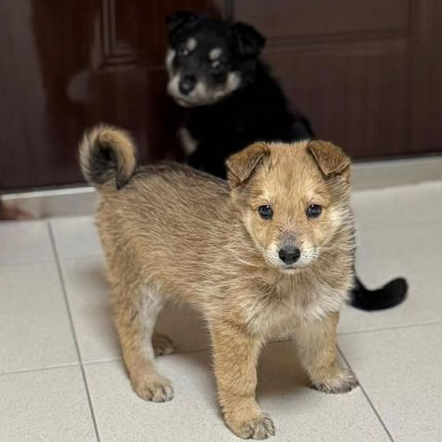 Щенок в добрые руки