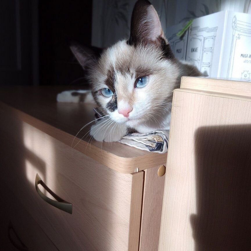 Кошка бесплатно (Мама сфинкс)
