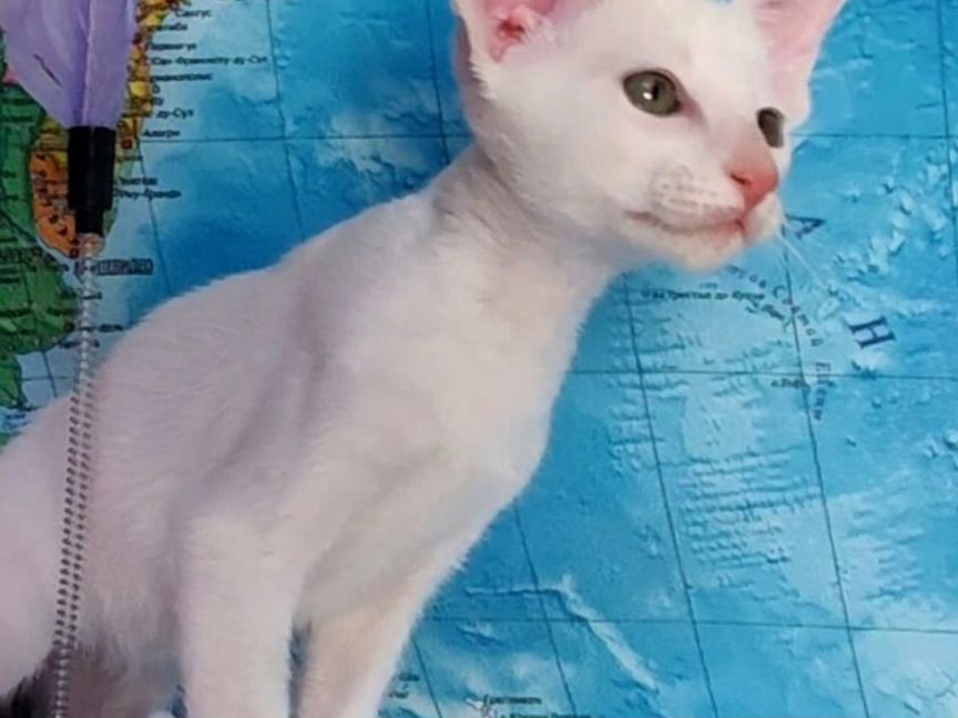Ориентальный замурчательный малыш