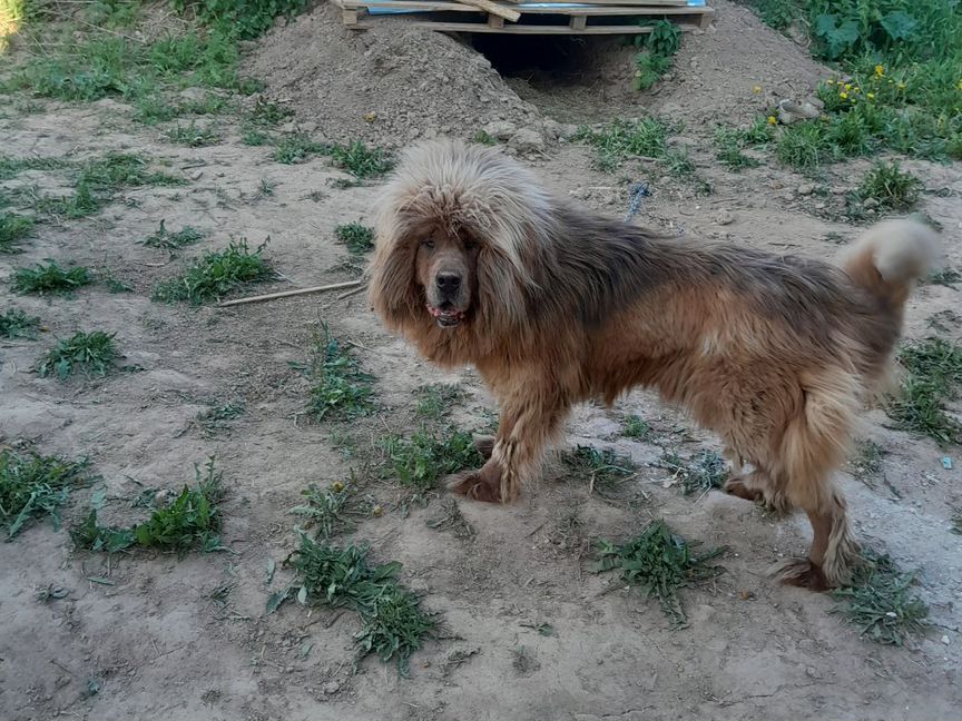 Собака в добрые руки отдам бесплатно