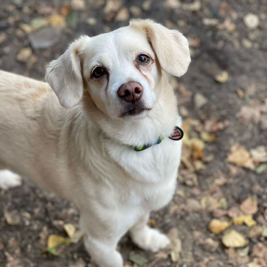 Миниатюрный Алтай был когда-то домашним