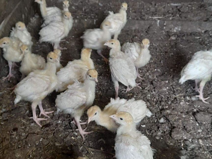 Подрощенные индюки Хайбрид конвертер