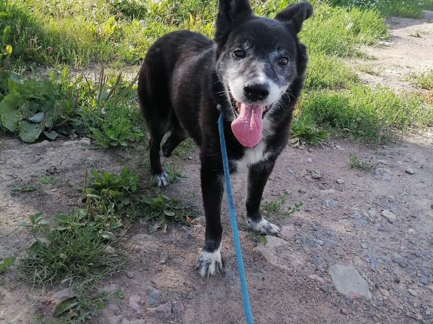 Кобель Гриша в хорошие руки бесплатно