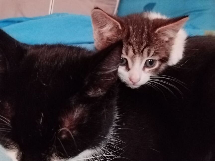 Кошка Маня с доченькой