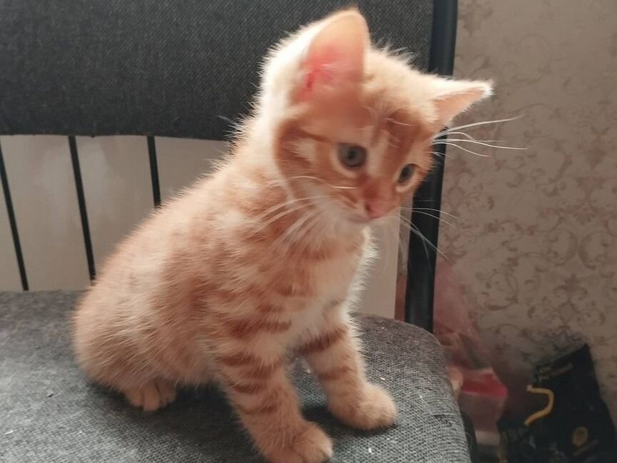 Два рыжих котенка, девочка и мальчик, ждут новых х