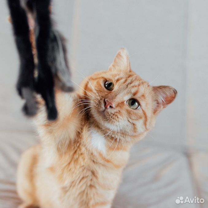 Яша ищет дом